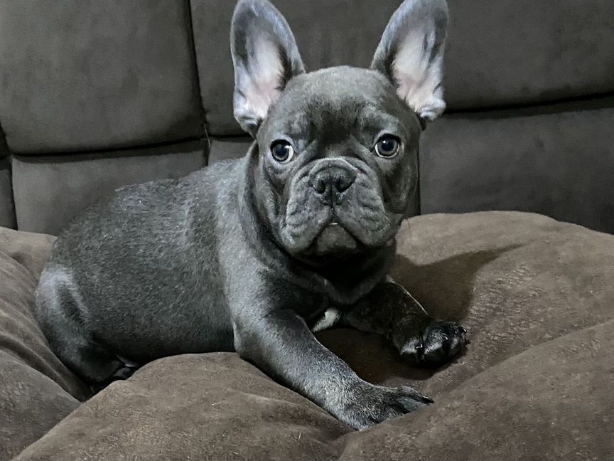 Французский бульдог голубой мальчик