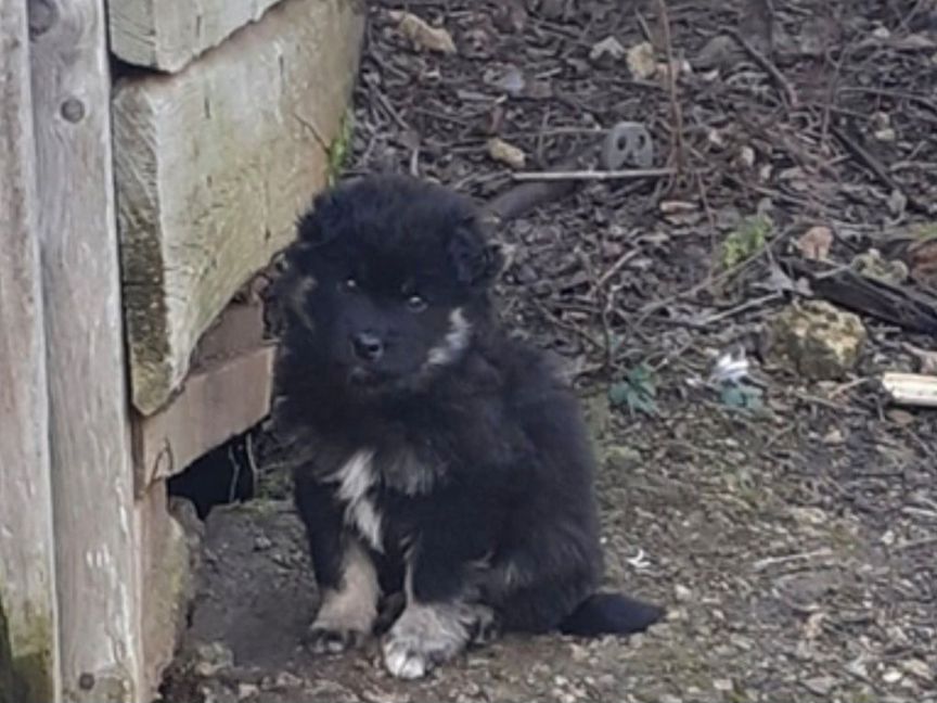 Мальчик пушистый щенок в добрые руки