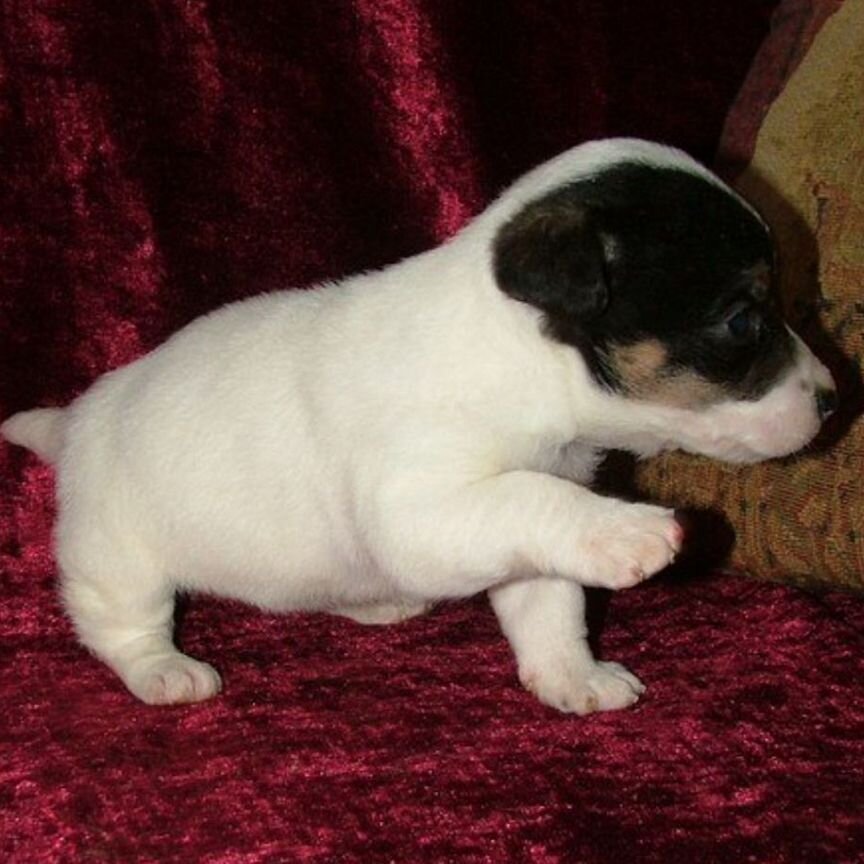 Ждек Рассел терьер