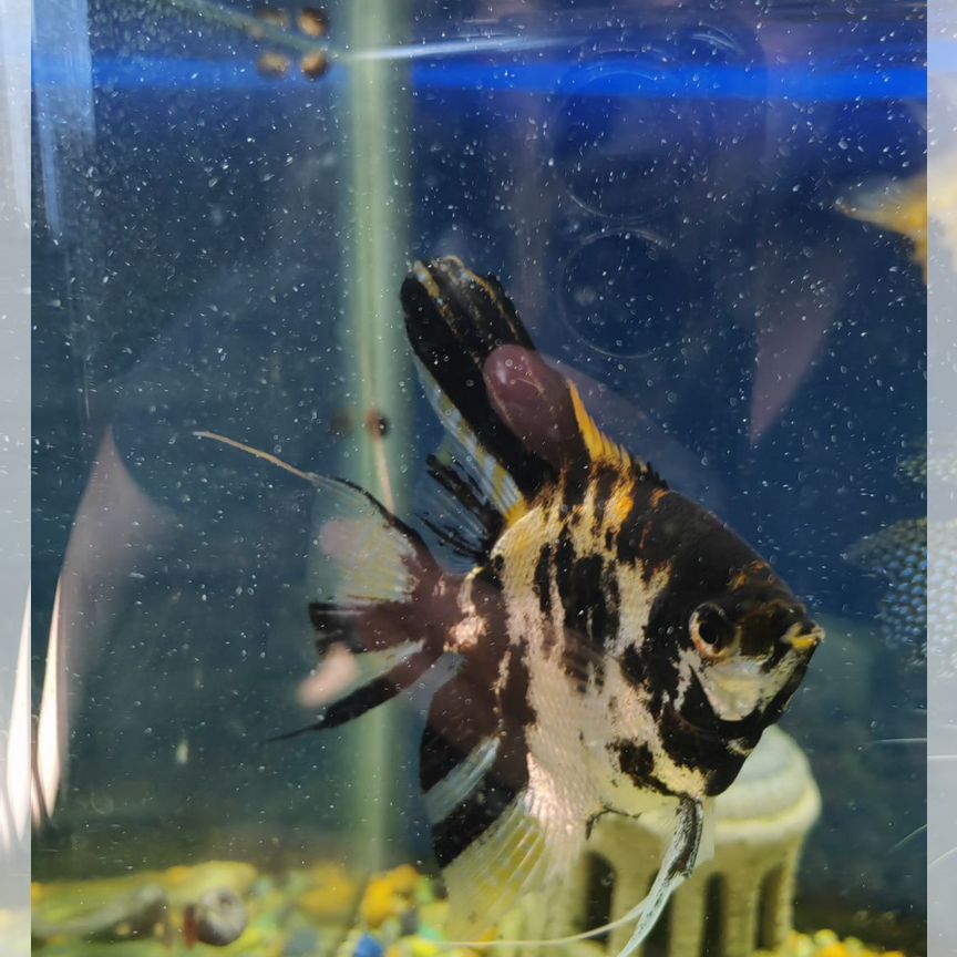 Аквариумные рыбки