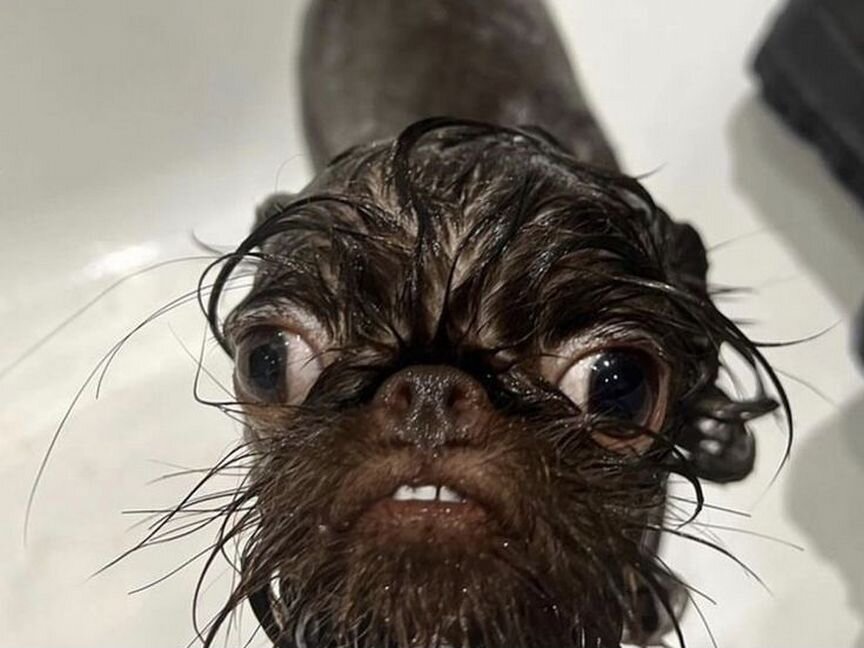 Бельгийский гриффон