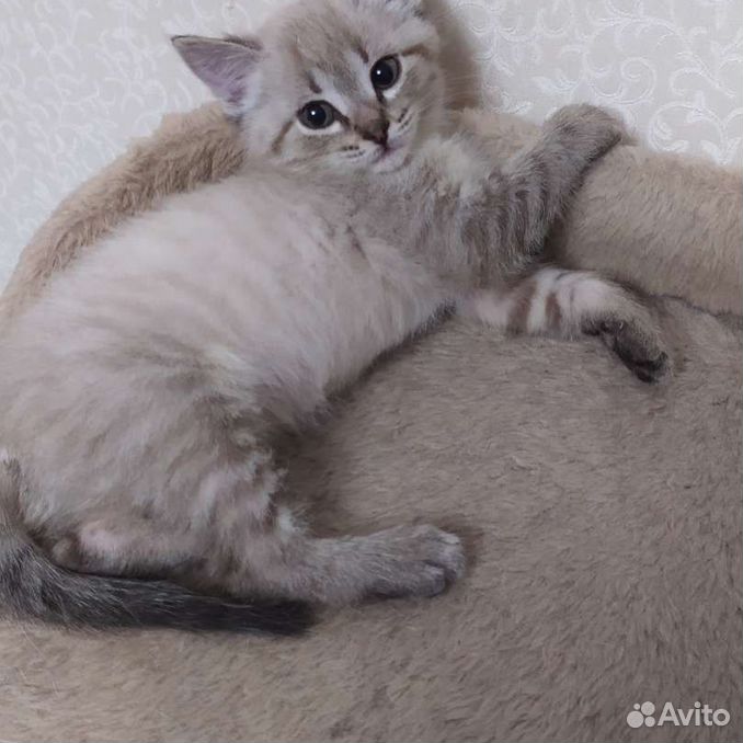 Кошечка Невской маскарадной породы
