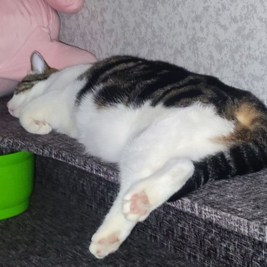 Кошка