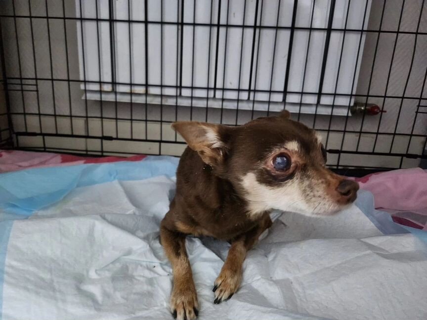 Манечка 10 лет в добрые руки