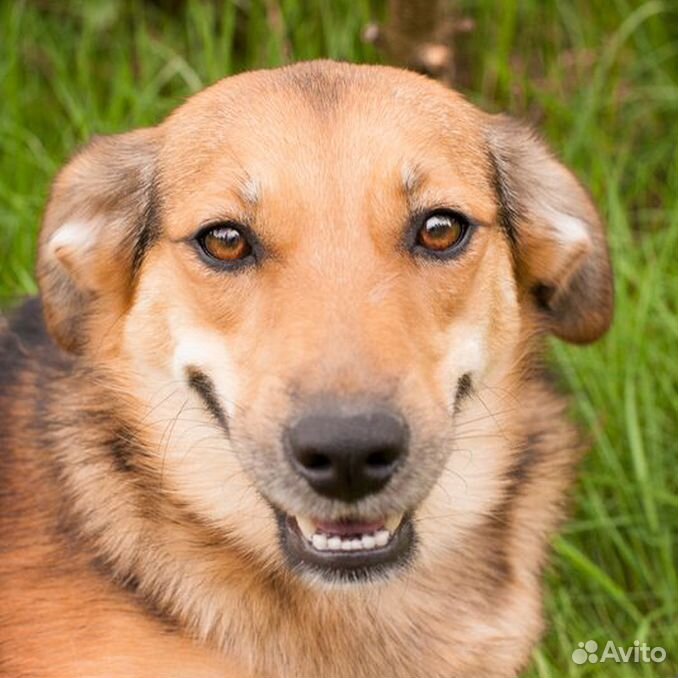 Идеальная женская собачка Дафна в добрые руки