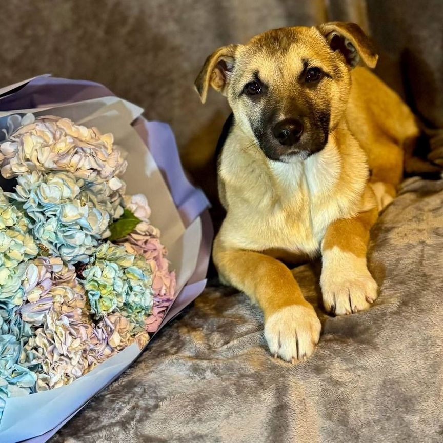 Щенок девочка в добрые руки