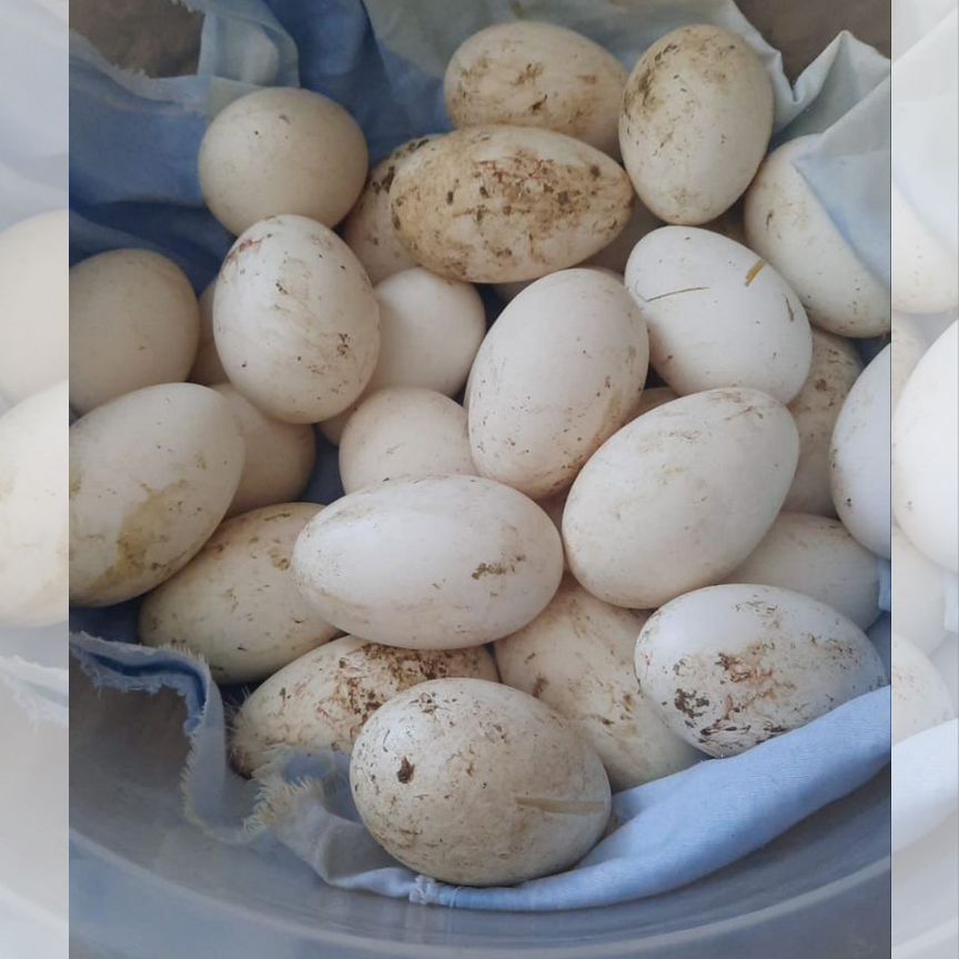 Гусиные яйца на инкубатор