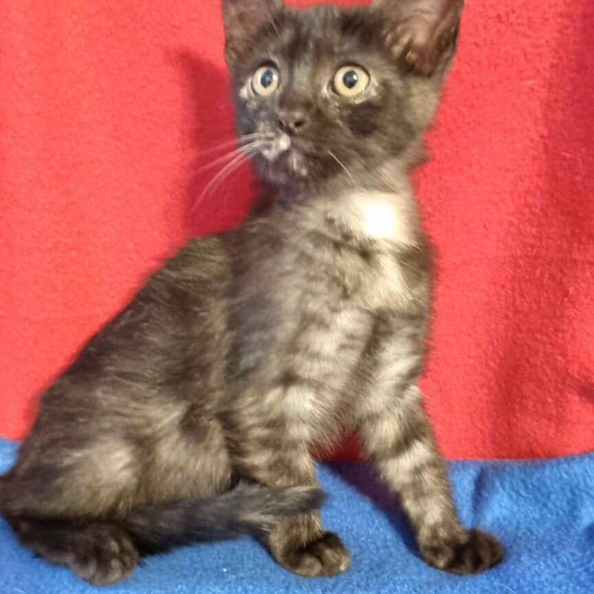 Котёнок девочка в добрые руки