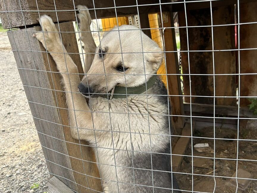 Собака в добрые руки