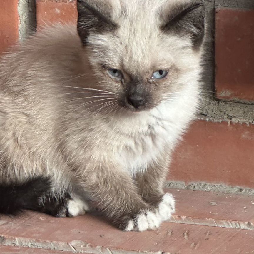 Котёнок в добрые руки