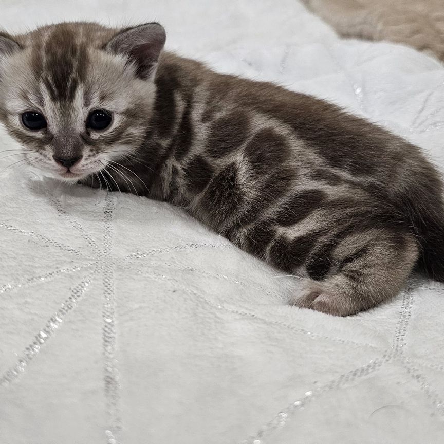 Бенгальские котята