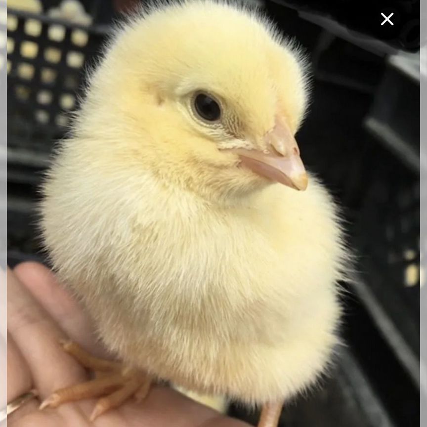 Цыпленок мясной