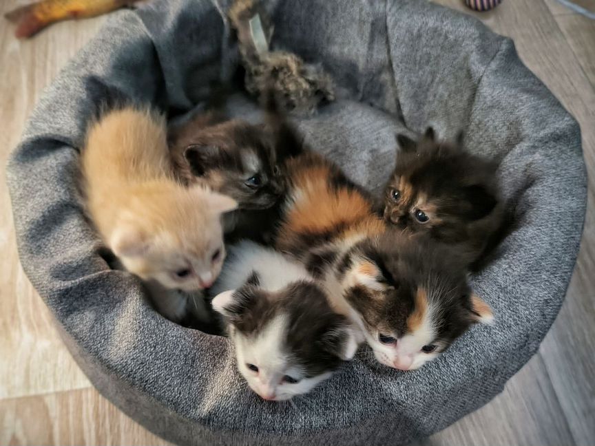 Котята в добрые руки