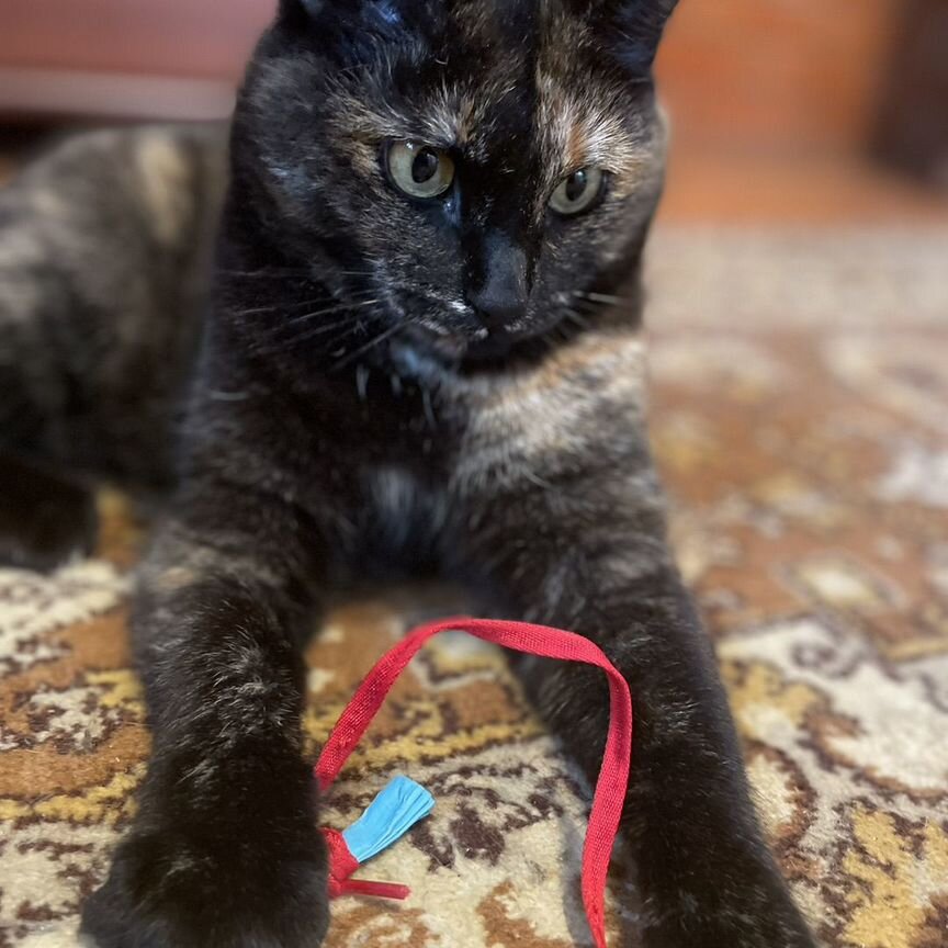 Кошечка в семью