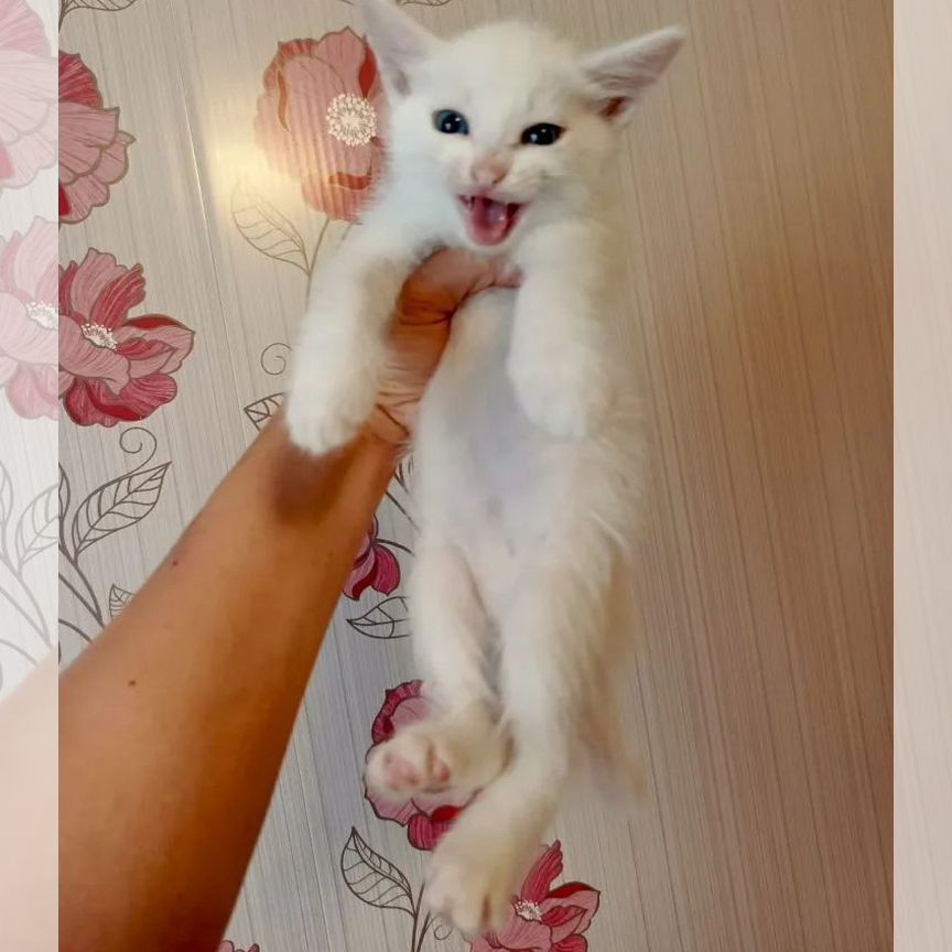 Котёнок в добрые руки