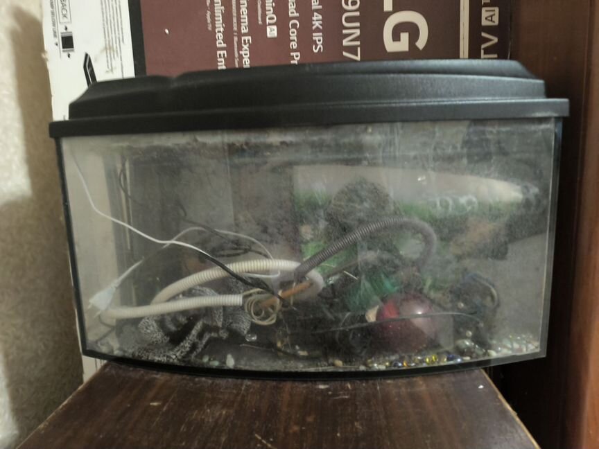 Аквариумные рыбки