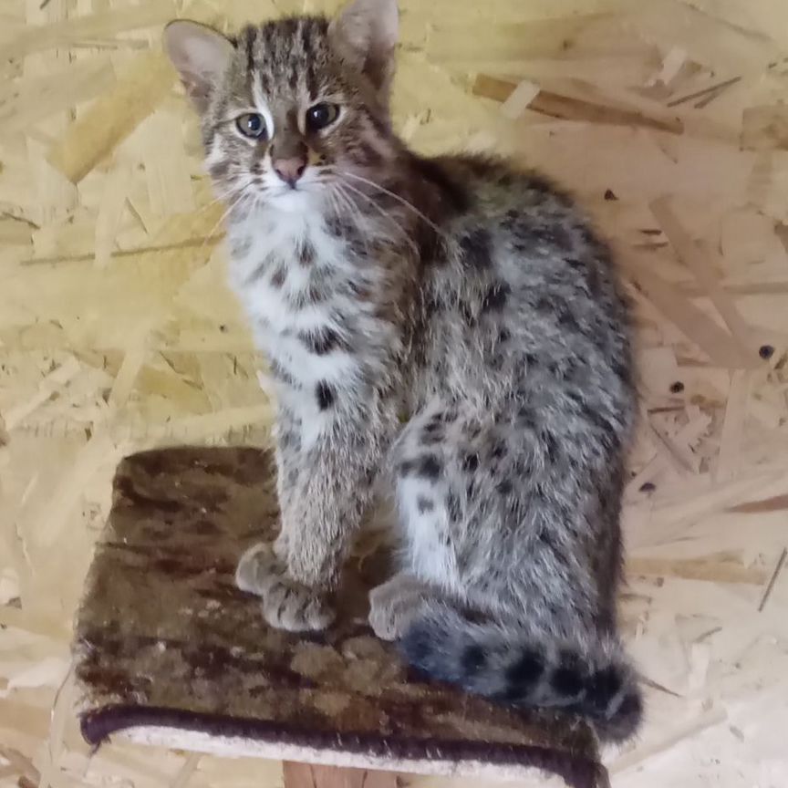 Эксклюзивный котенок лесной амурской кошки