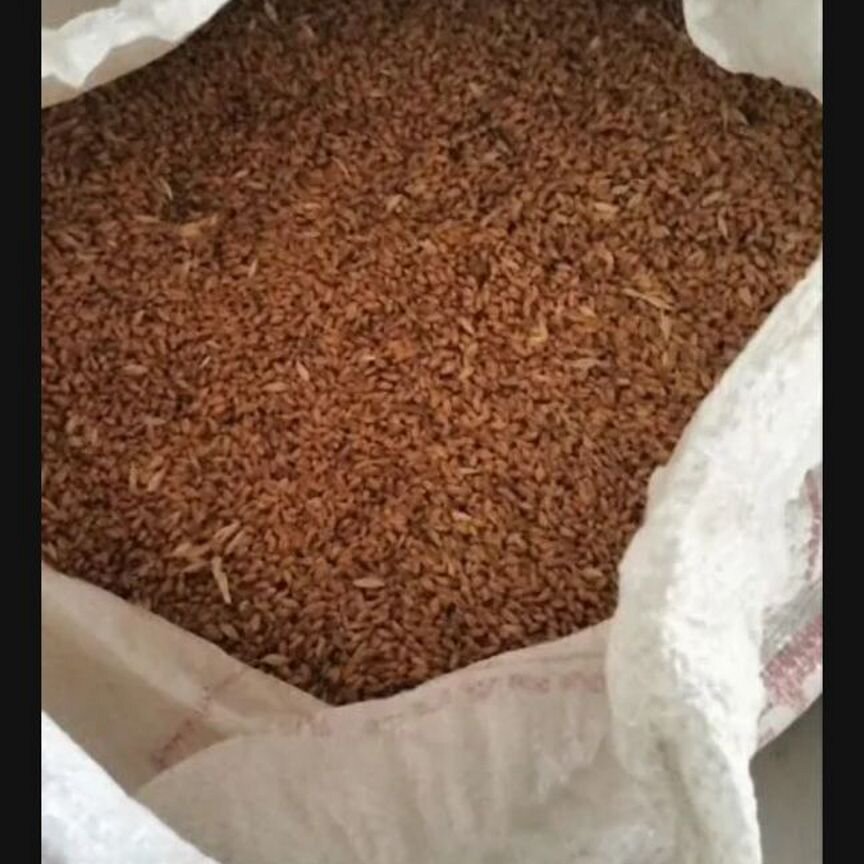 Зерно пшеница