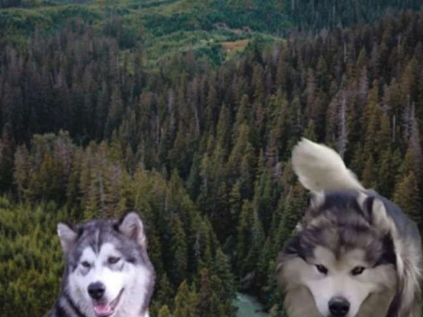 Аляскинский маламут щенки