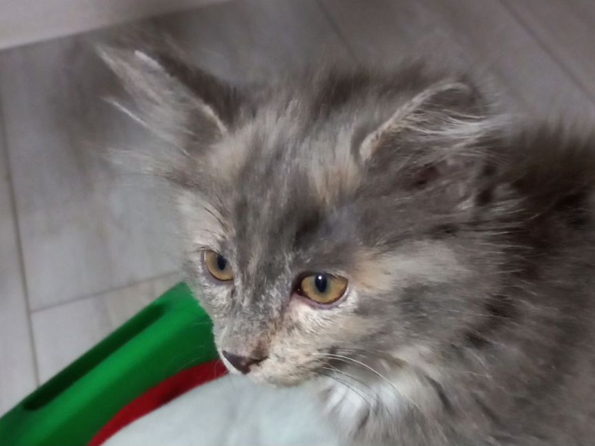 Котшечка в добрые руки