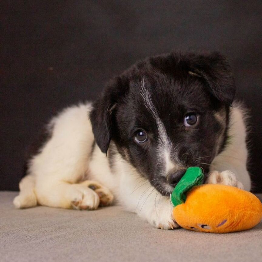 Щенок в добрые руки