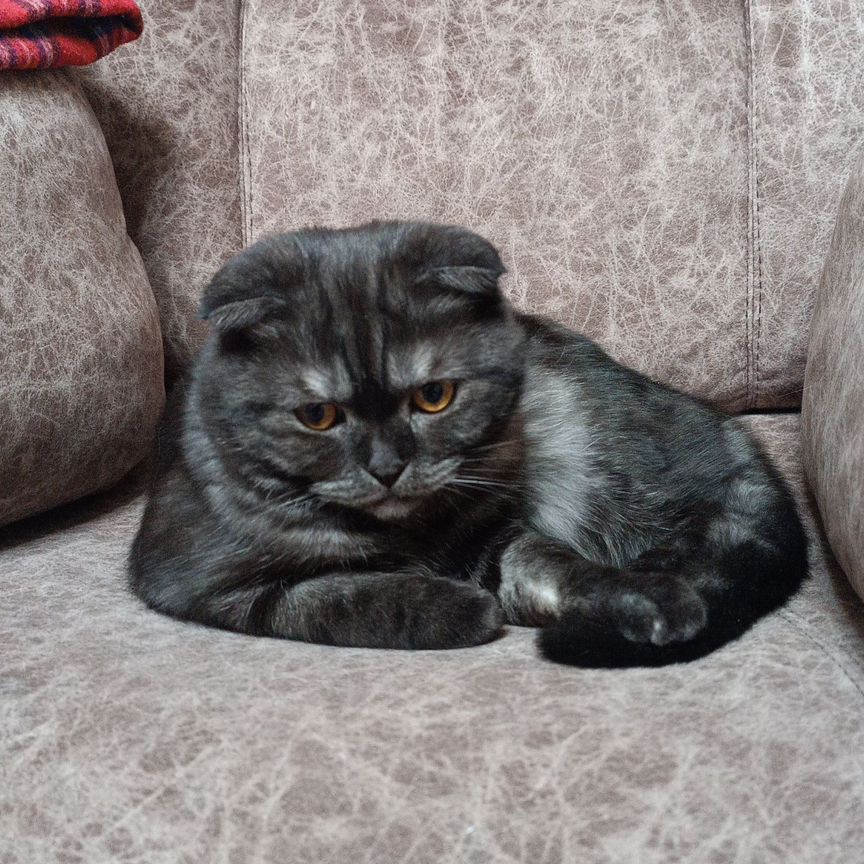 Шотландские кот 9 месяцев умняшка