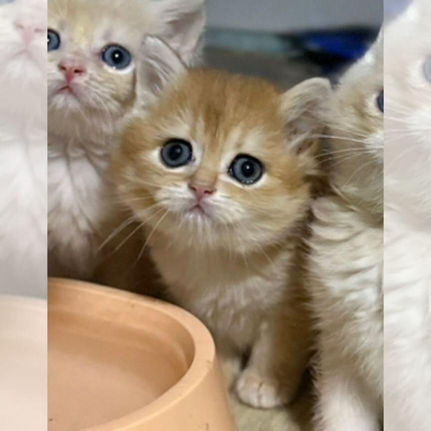 Котята золотая шиншилла