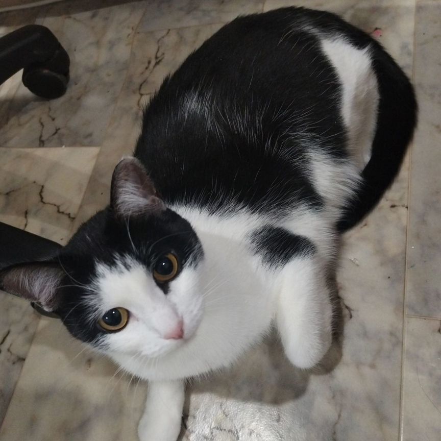 Взрослая кошка в добрые руки