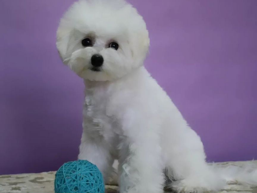 Щенки бишон фризе