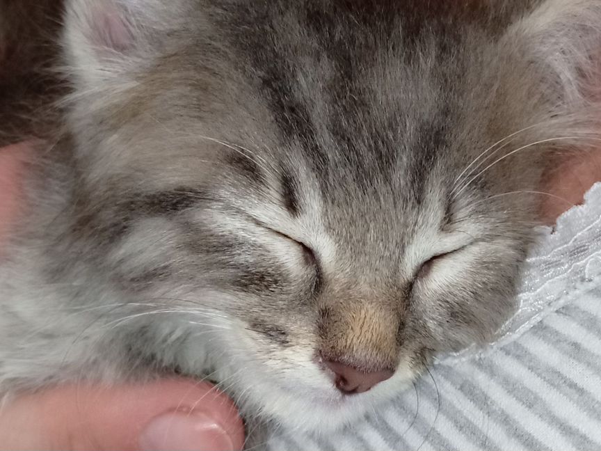 Котята в добрые руки бесплатно