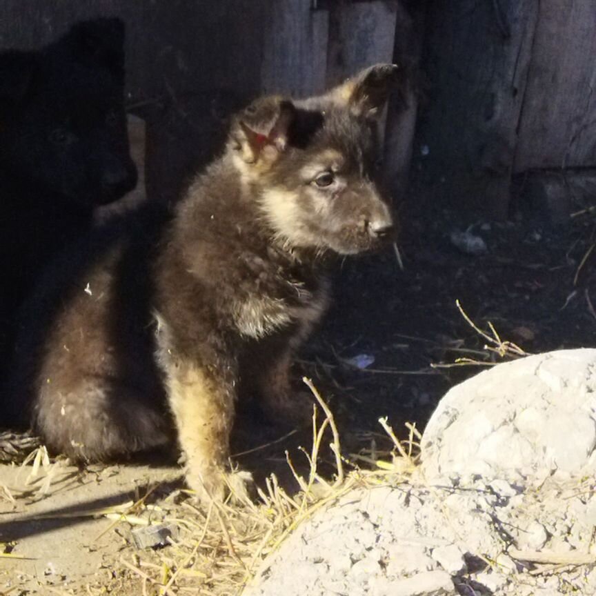 Щеночки вео