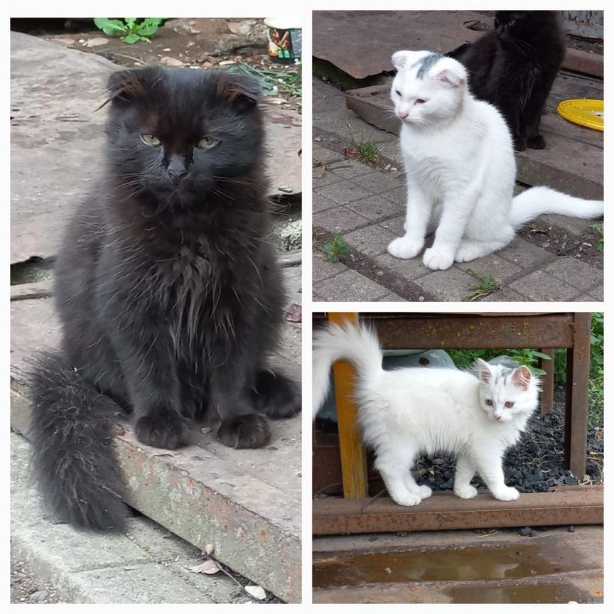 Котята