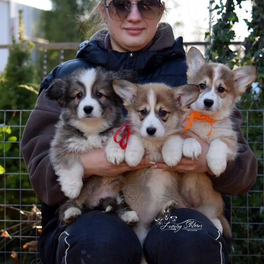 Чудесные детки корги