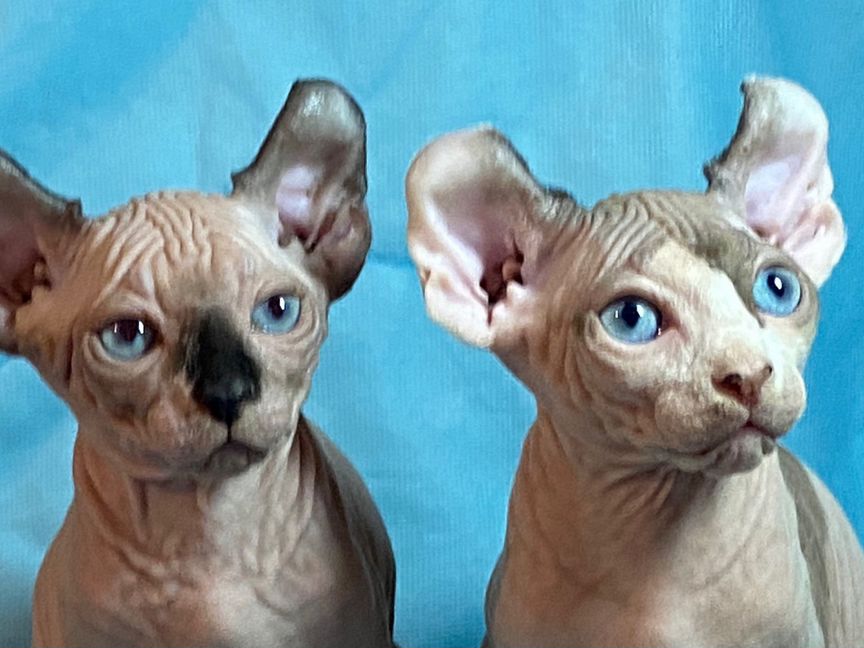 Котята эльфы сфинкс кошечки