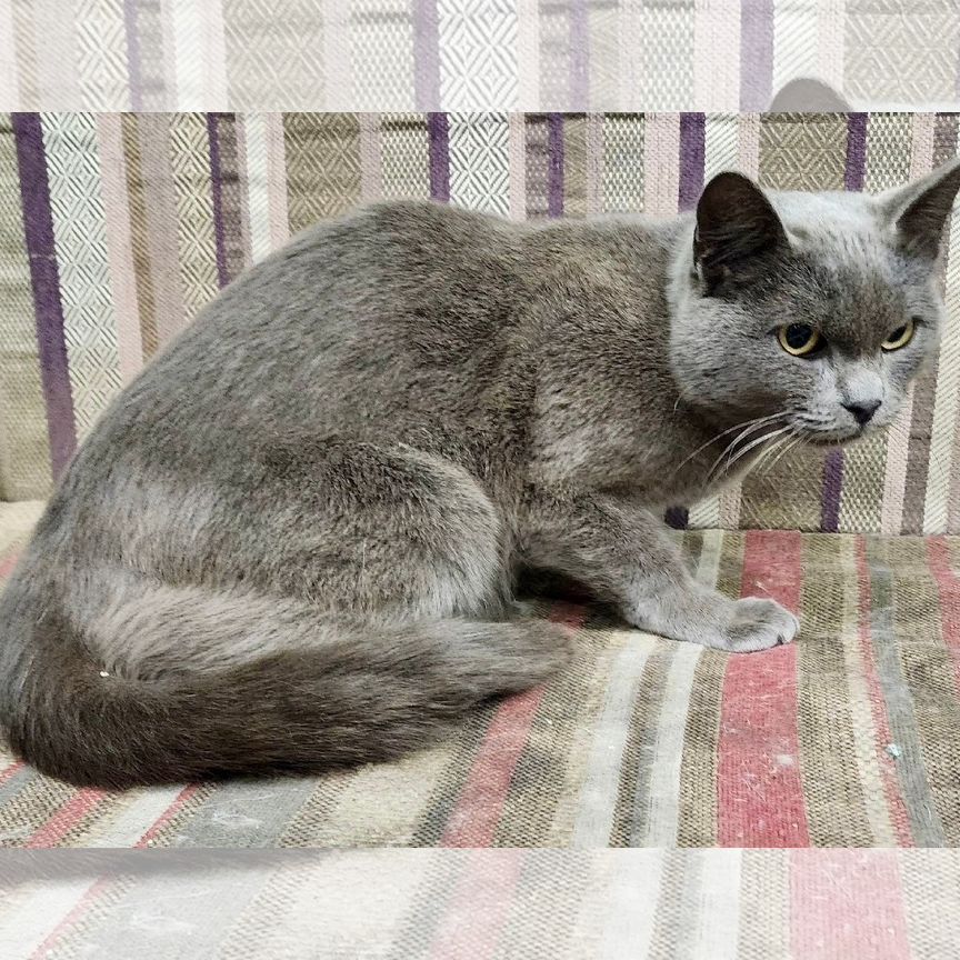 Британская короткошёрстная, взрослая кошка