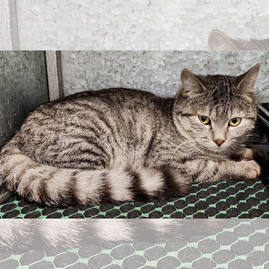 Европейский короткошёрстный, взрослый кот