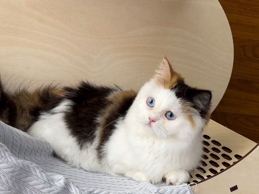 Кошка мэнуэт