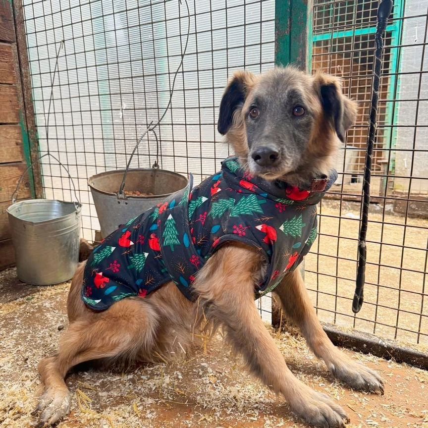 Собака в семью