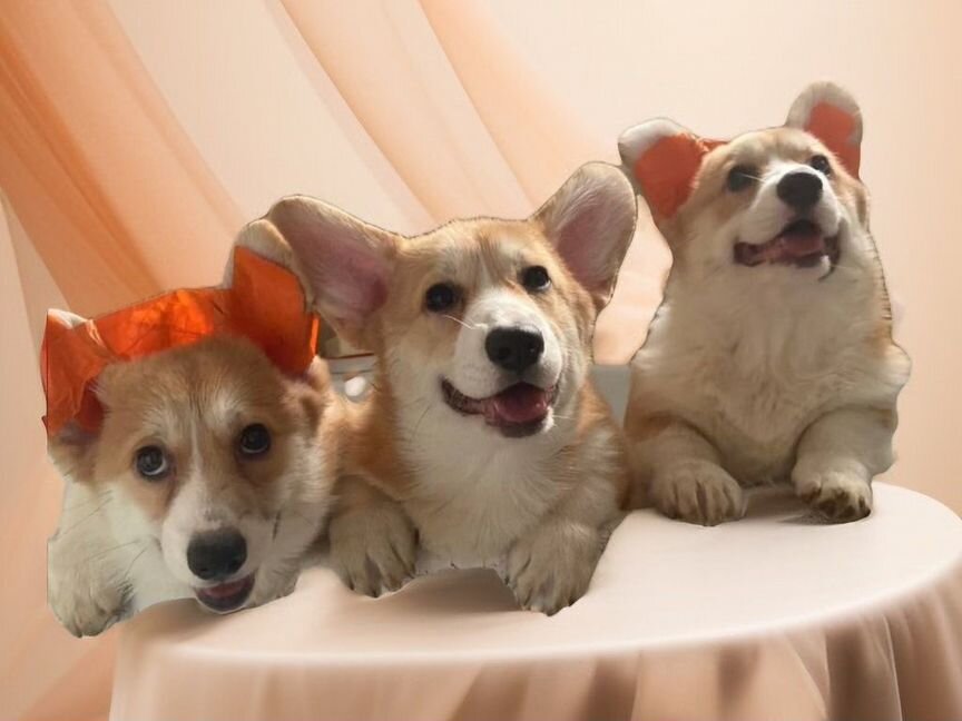 Крошка корги девочка с богатым приданым