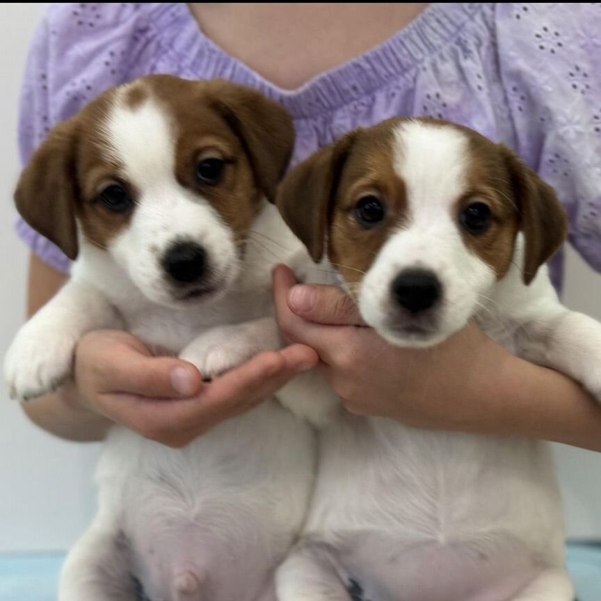 Джек-рассел-терьер, щенок