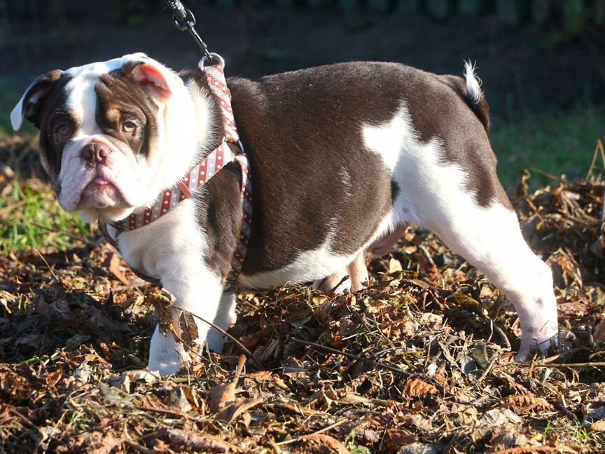 Английский бульдог, шоколадный мачо