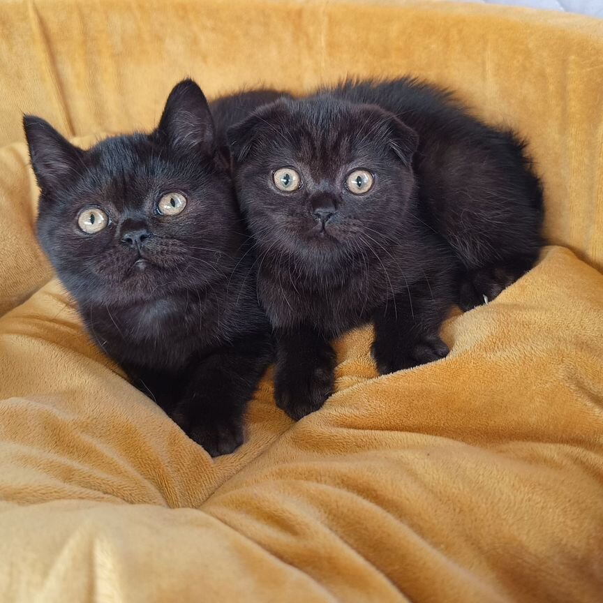 Плюшевые котики