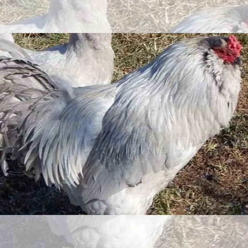 Амераукана лаванда петух