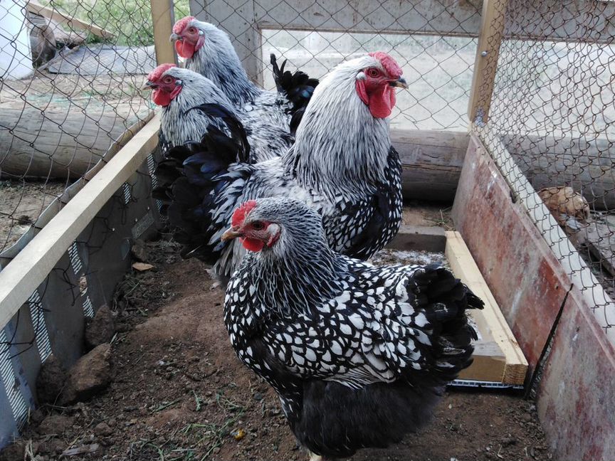 Куры виандот