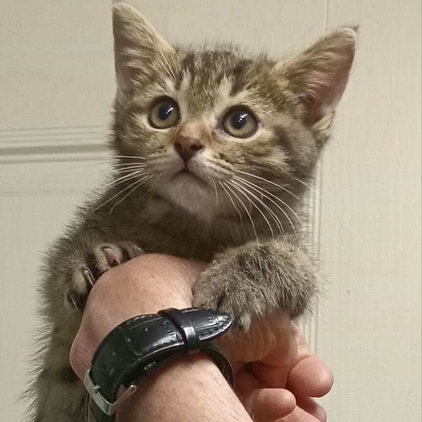 Котёнок в добрые руки