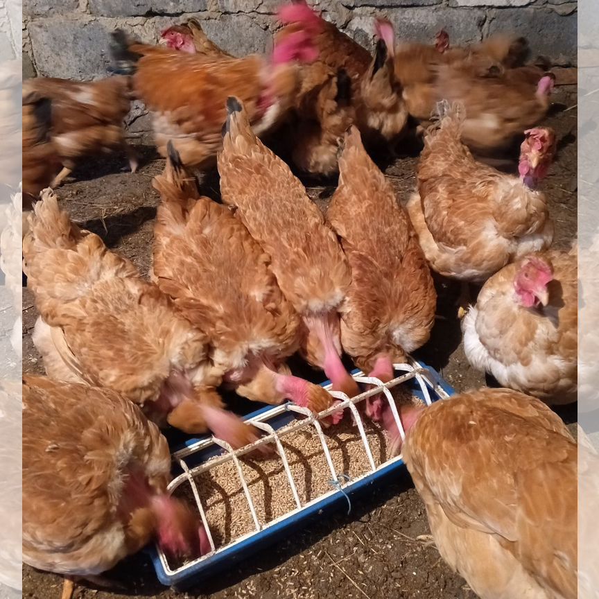 Куры голошейки молодые крупный кросс