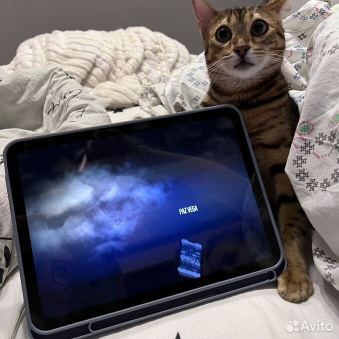 Бенгальские котята москва