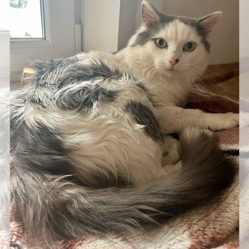 Шикарный кот