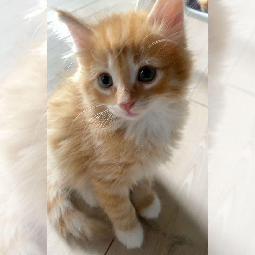 Сибирский котёнок