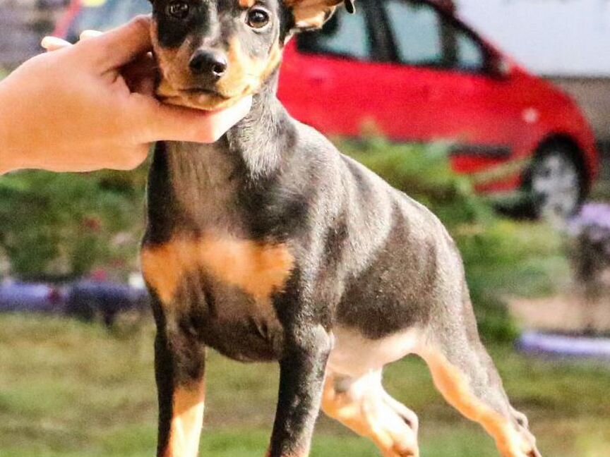 Щенки цверг (карликового) пинчера